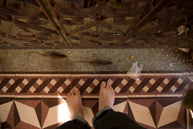 The Holy Rats of Karni Mata | The Ark In Space