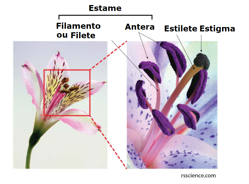 BIOLOGIA PARA A VIDA : DIVISÃO ANGIOSPERMAS