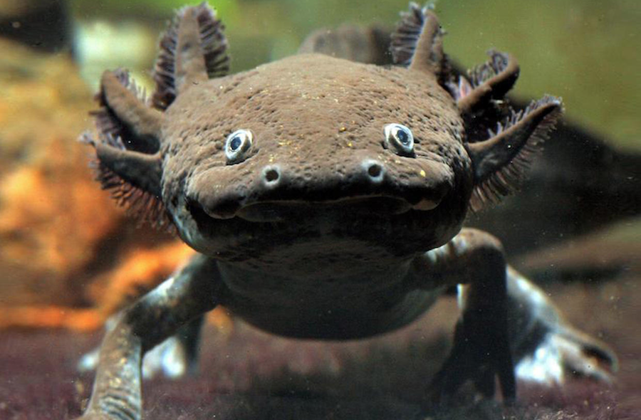 Delito la venta de ajolotes