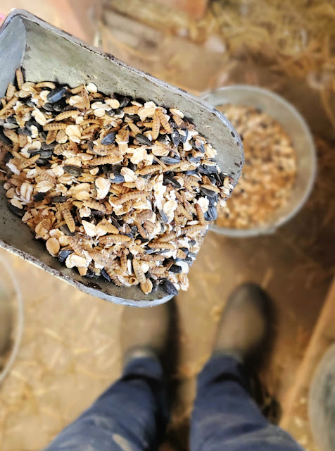 Scratch Grains | Winter Treat for Chickens - Fresh Eggs Daily® with ...