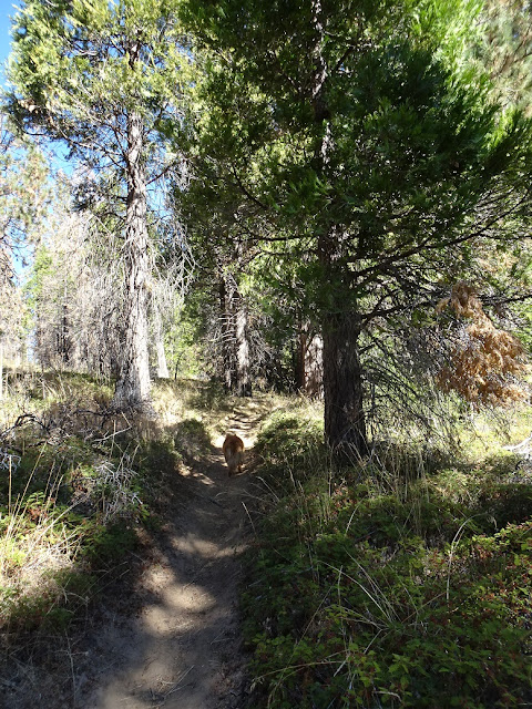 Traveling with Tucson : Kings Canyon - The Boole Tree and Chicago Stump