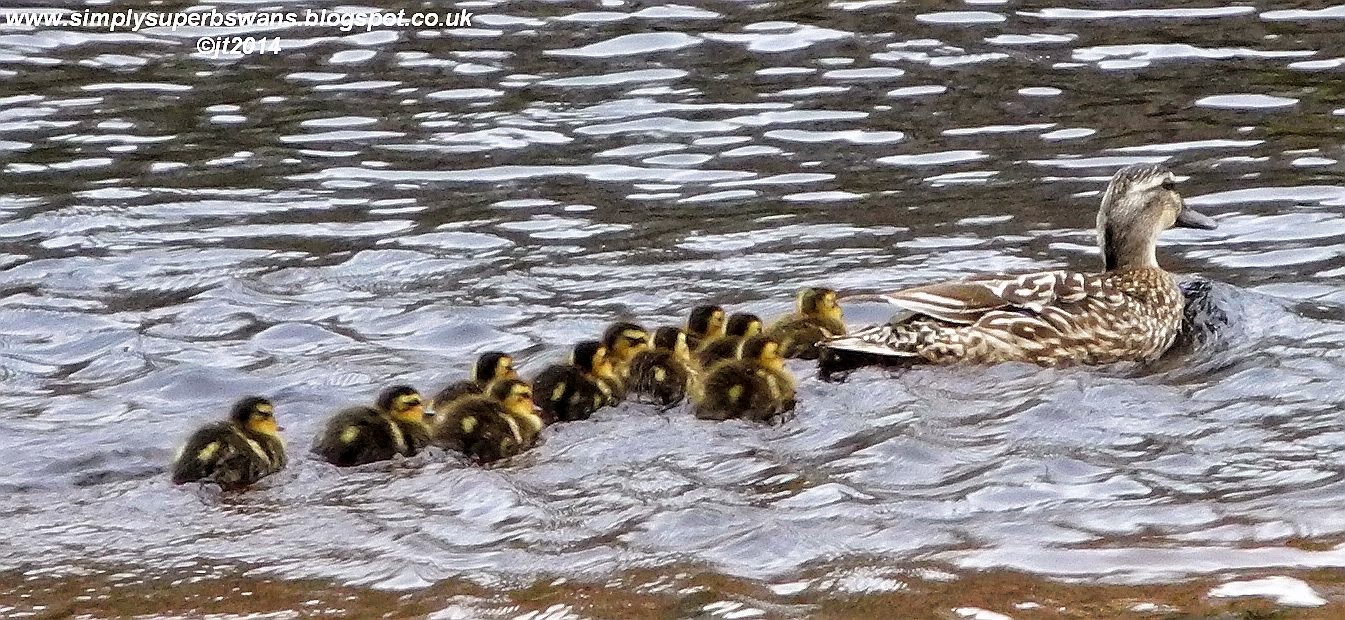 Simply Superb Swans Duck Broods