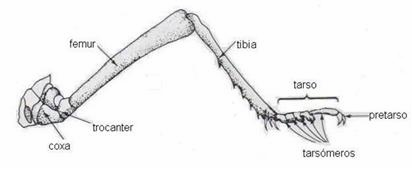 Morfologia externa de los insectos