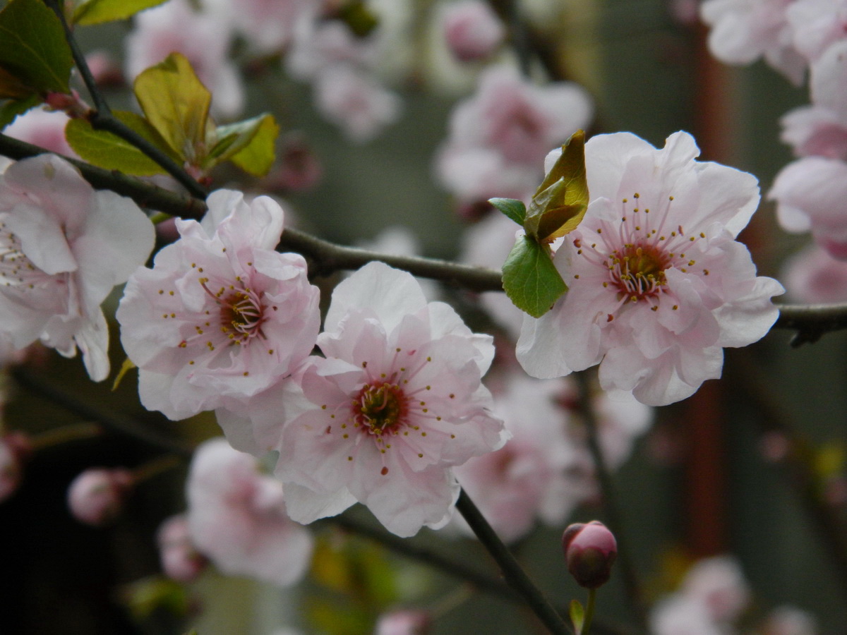 LA MULTI ANI, ROMANIA!: Pom inflorit cu flori roz