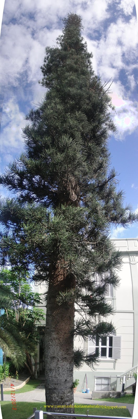 CANARIAS: HISTORIAS NATURALES.: 166. Araucaria de Cook / Cf. Araucaria ...