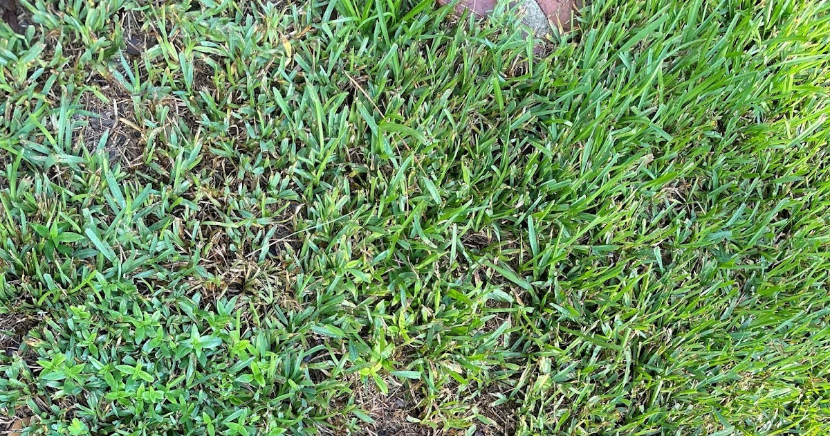 Horticulture Hotline: Dog Rocks