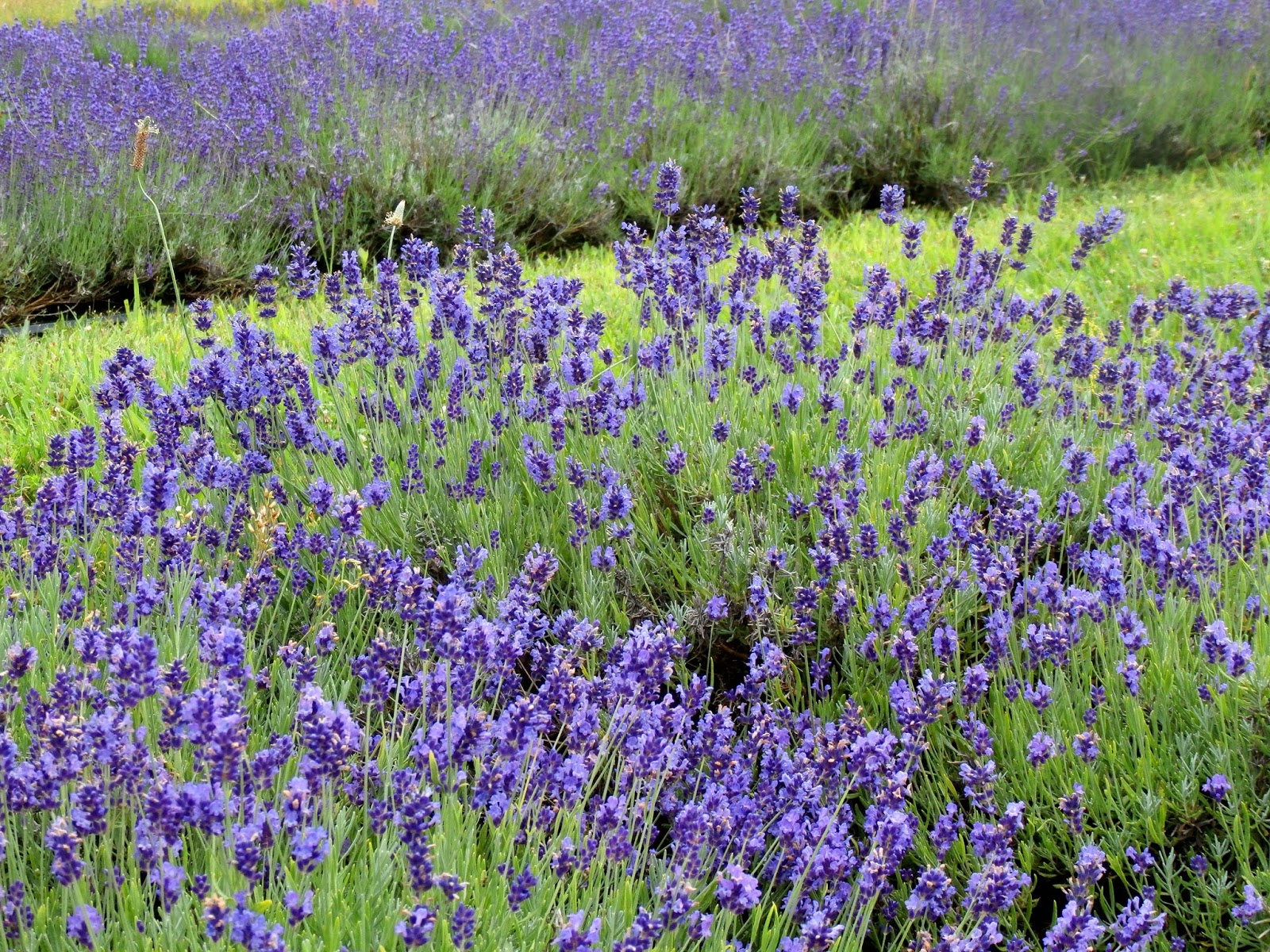 napoleons note's: VIOLET THE COLOR, LILACS, LAVENDER, VIOLETS