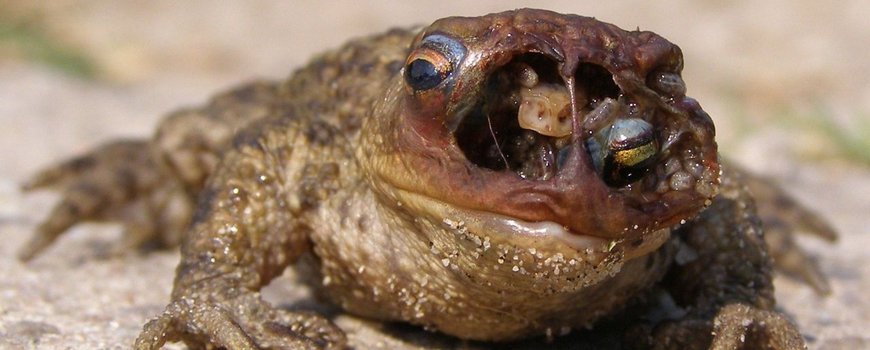 Tony's Blog: Parasite Flies