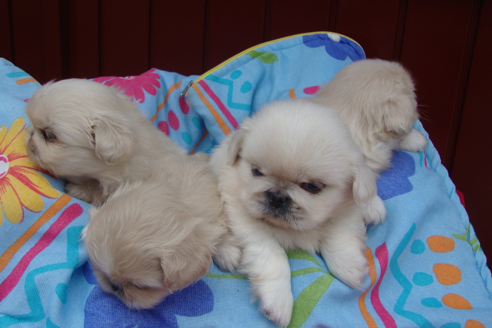 Lindos cães: Lindos Filhotes de Pequinês