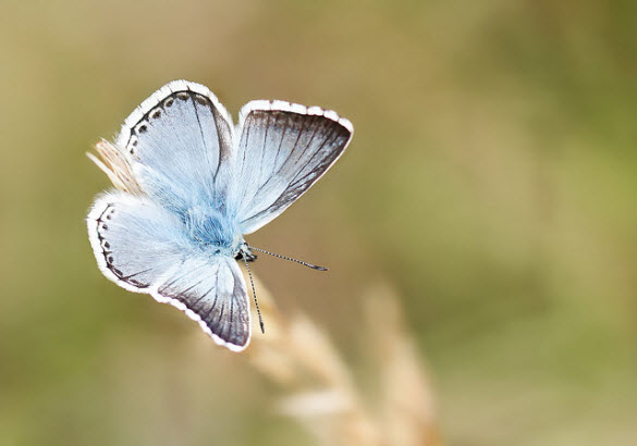 A Fun Images: Beautiful Examples of Butterfly Photography by Heinz ...