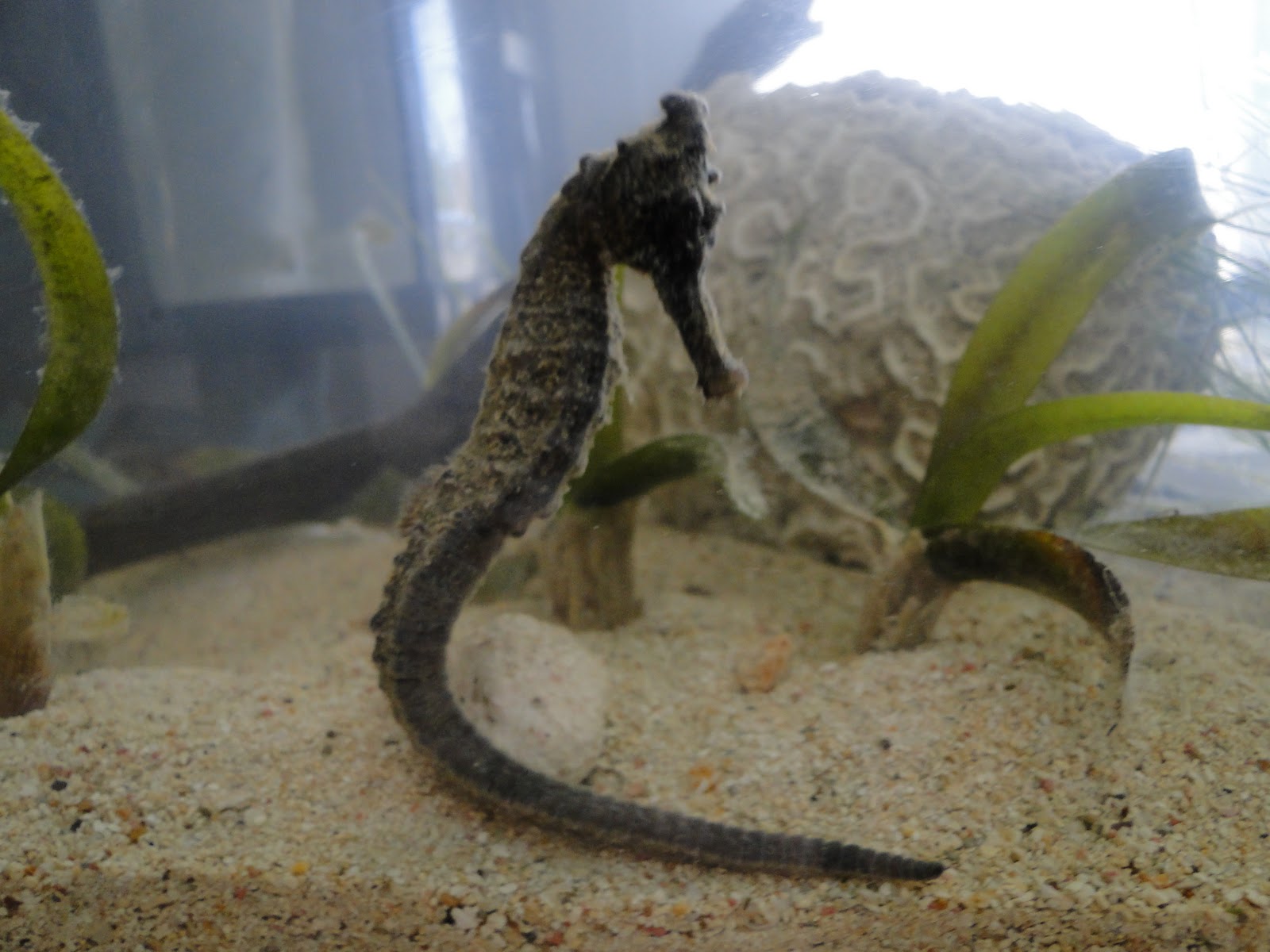 Raising 4 Princesses: Alexis's Pet Seahorse Raising 4 Princesses: Alexis's Pet Seahorse