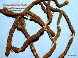 Simplisia Radix ~ Ega Ayu Prastika