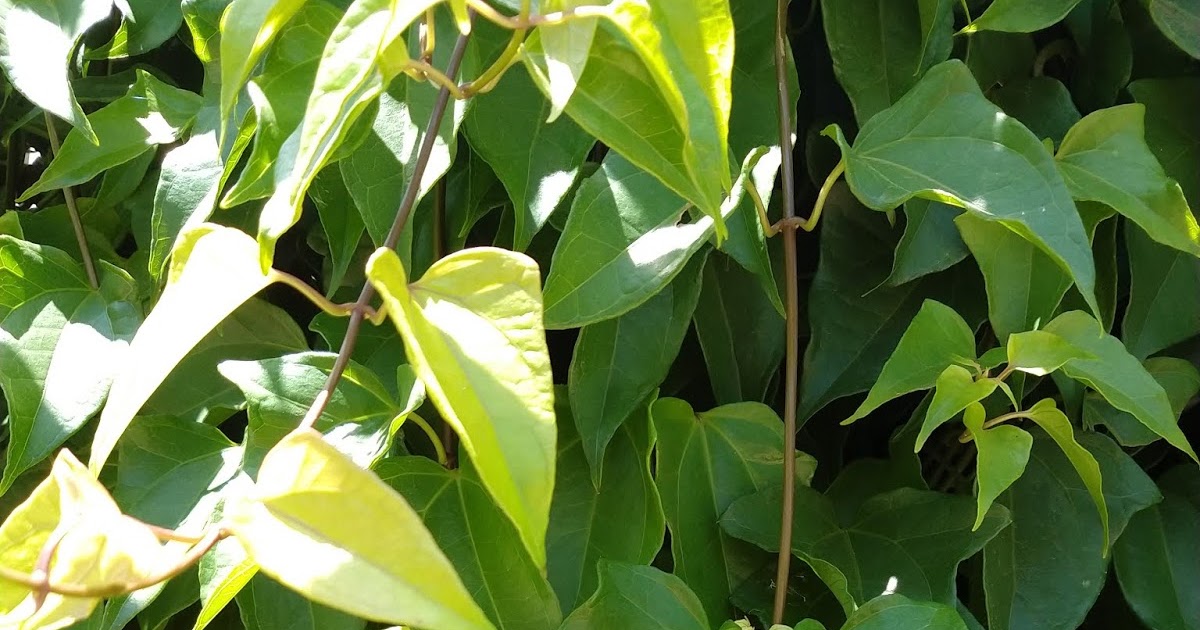 Guaco - Mikania glomerata