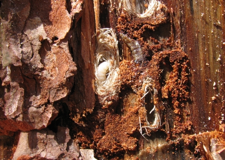 Owen Tree Service: 2017