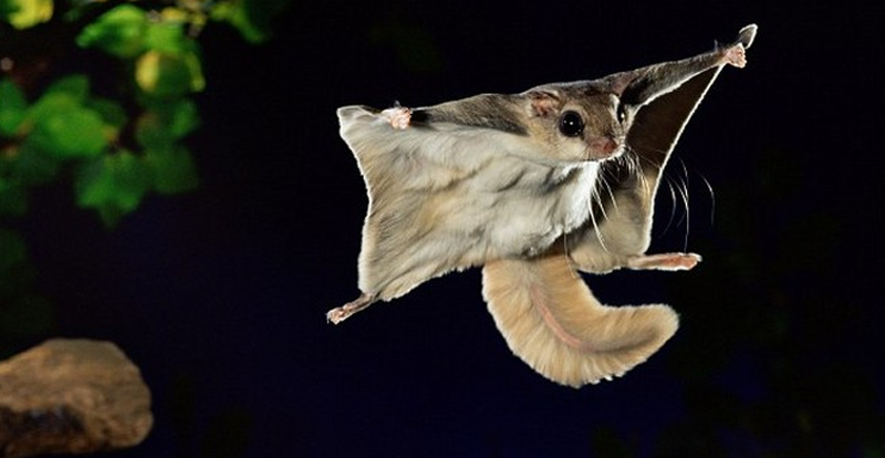 Flying Squirrels; An Amazing Things in the World