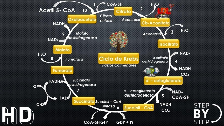 Ciclo de Krebs y ejercicio físico.