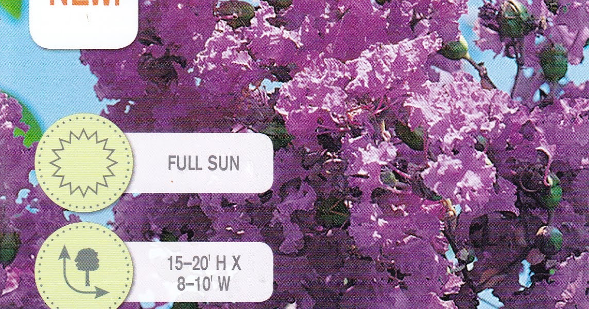 Julie Ann Brady : Blog On: Miss Sandra Crape Myrtle