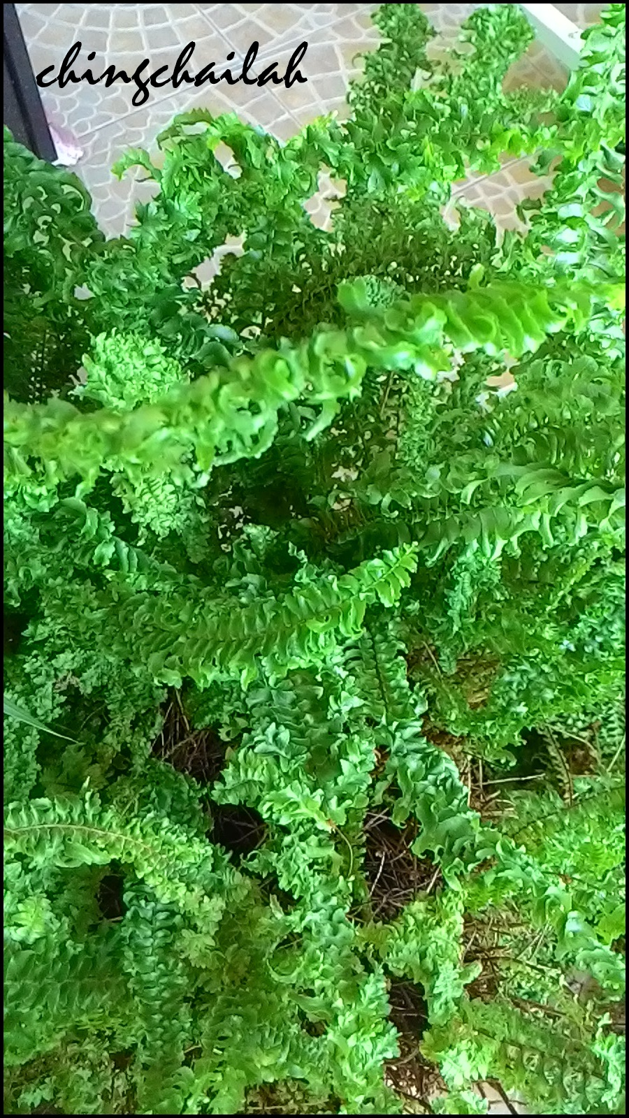 Simple Living In Nancy: GROWING FLUFFY RUFFLE FERN IN MY GARDEN.