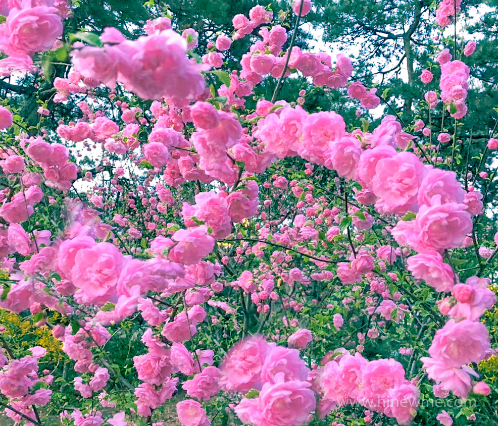 11 flower landscape photography tips，50pictures, come to see my tips ...