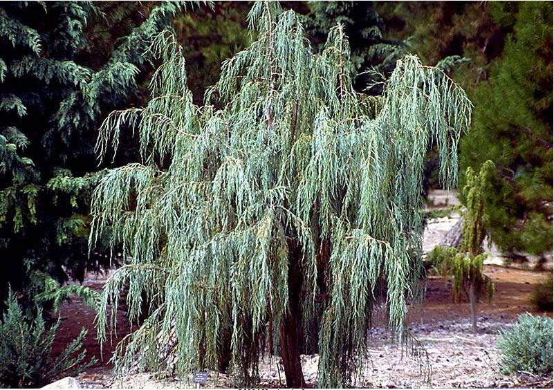 Weeping Juniper Skyrocket