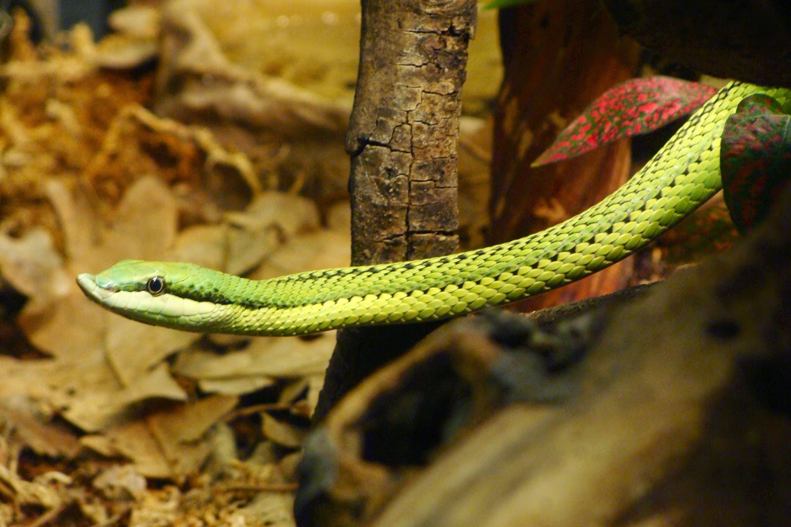 SERPIENTES DE AMERICA