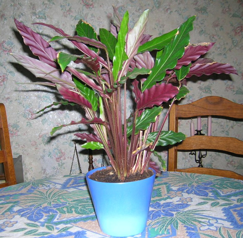 Emotion Plantes: Calathea