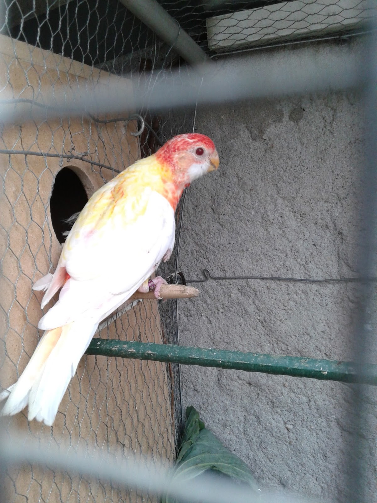 Aves Nunes: Roselas Rubinas