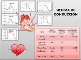 Amor ala medicina: Sistema de conducción cardíaco