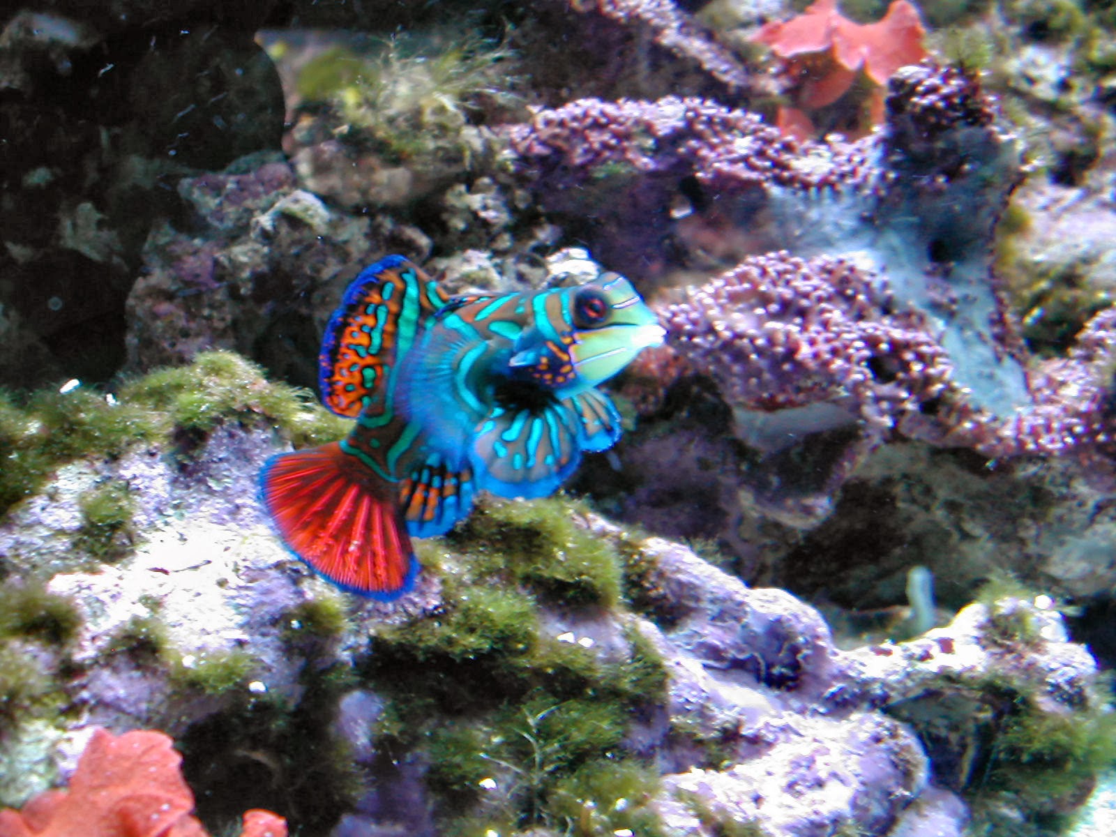 fish share: KECANTIKAN IKAN HIAS MANDARIN FISH 2