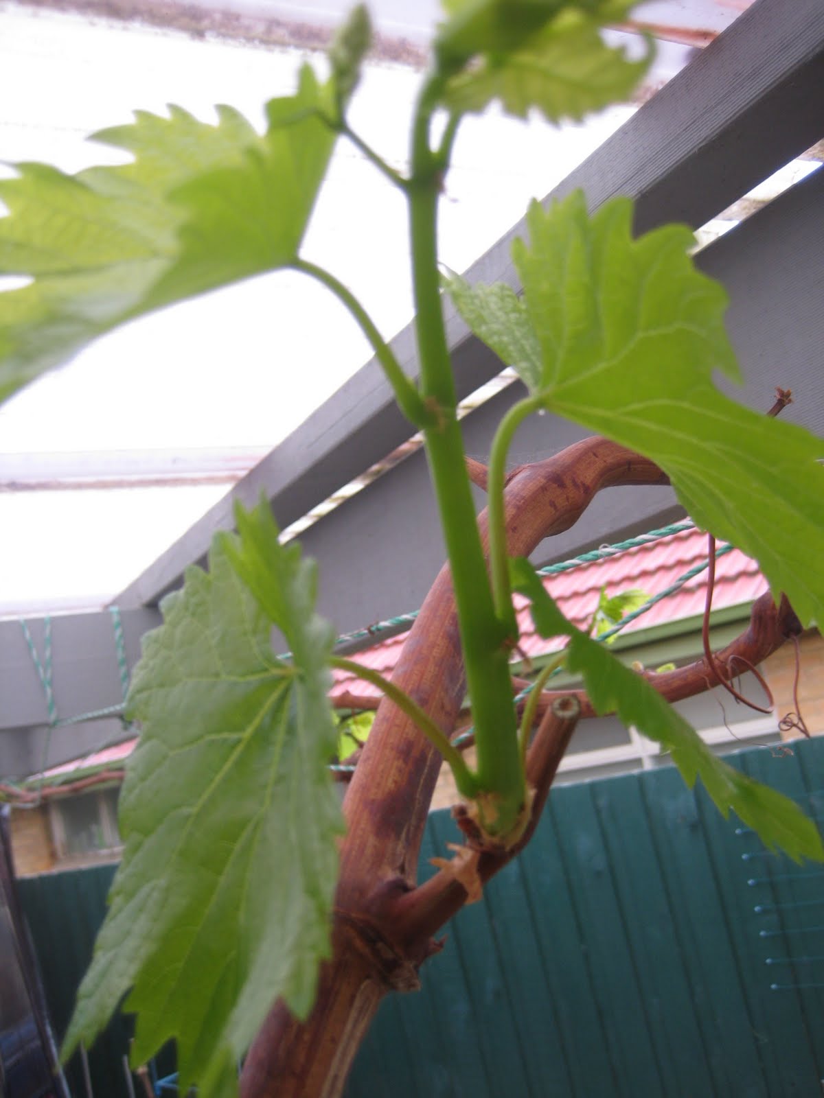 Our Green Haven: Carolina Black Rose Grape Vine