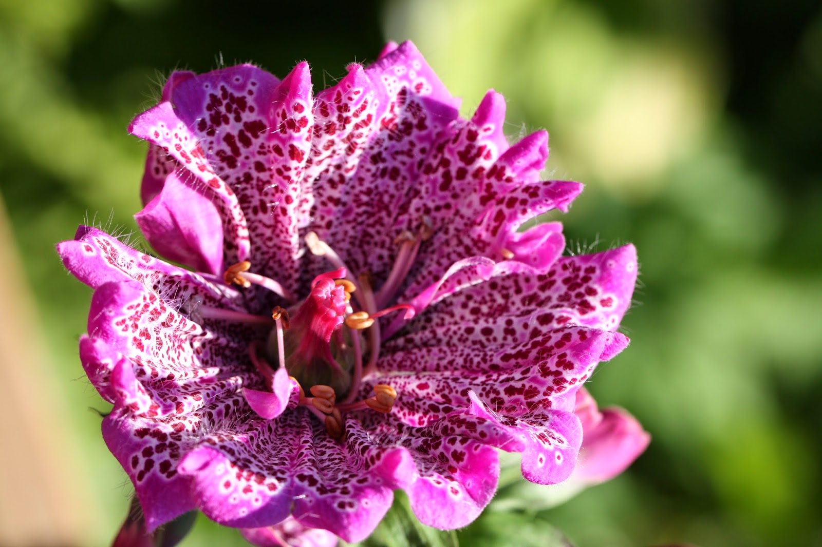 ANNES HAGEVERDEN: Peloria - Digitalis purpurea Revebjelle med toppklokke