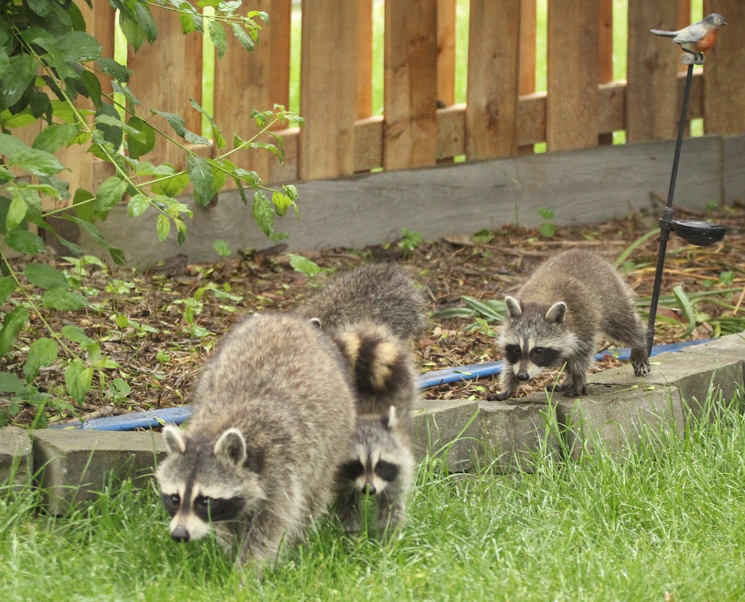 John Koshy: 'Ohana! Raccoon Rescue