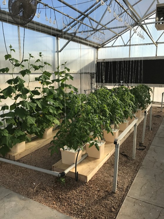 CO-Horts: NJC and Extension Demonstration Hydroponic Project