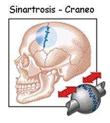 Ciencias Naturales: Primaria: Las articulaciones