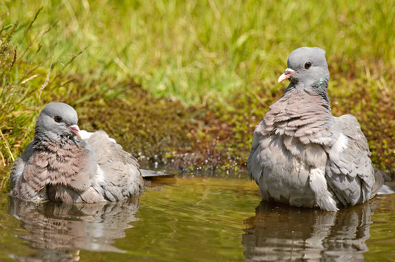 Frans van Boxtel Natuurfotografie: 02/16/13