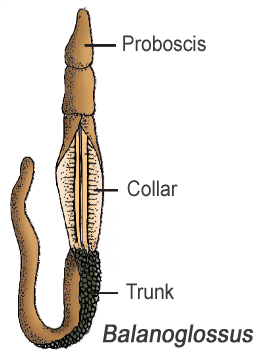 Welcome to the Living World: Animal Kingdom - Notes | Class 11 | Part ...