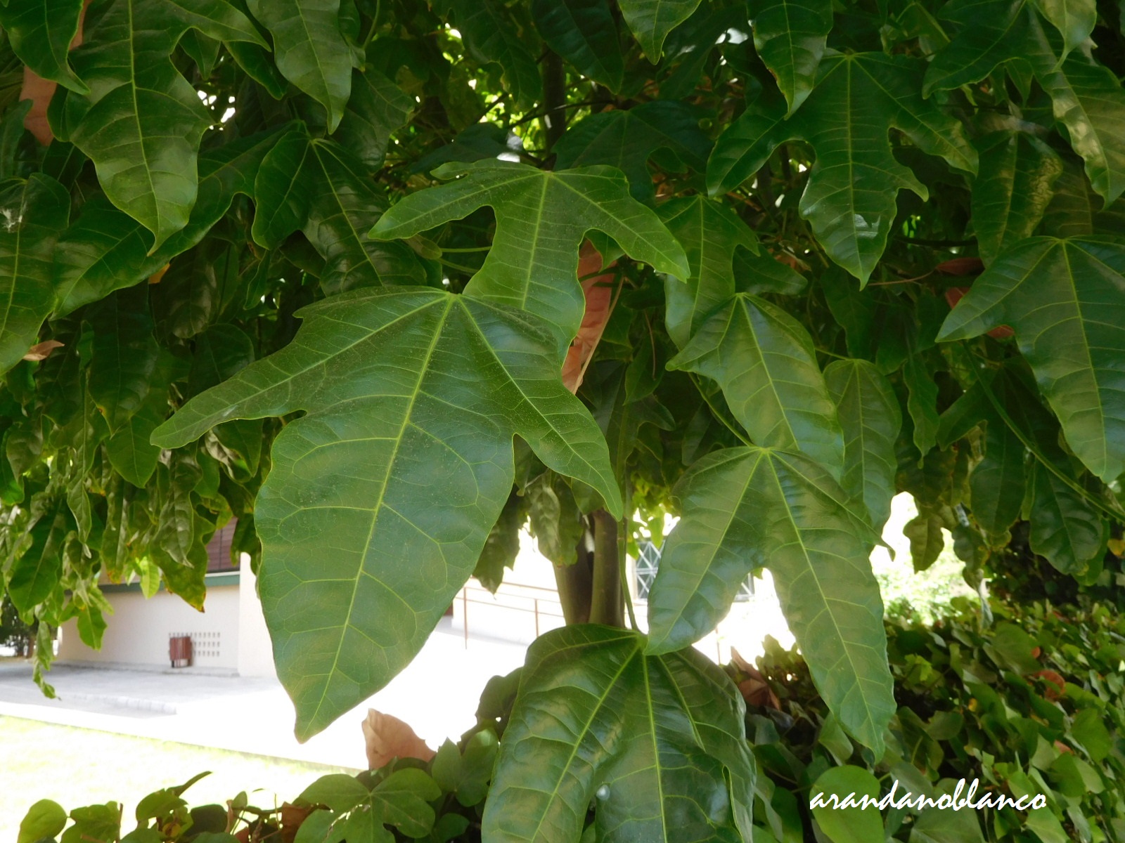 elarbolmiamigo-encinarosa: Brachichito / Brachychiton acerifolius ...