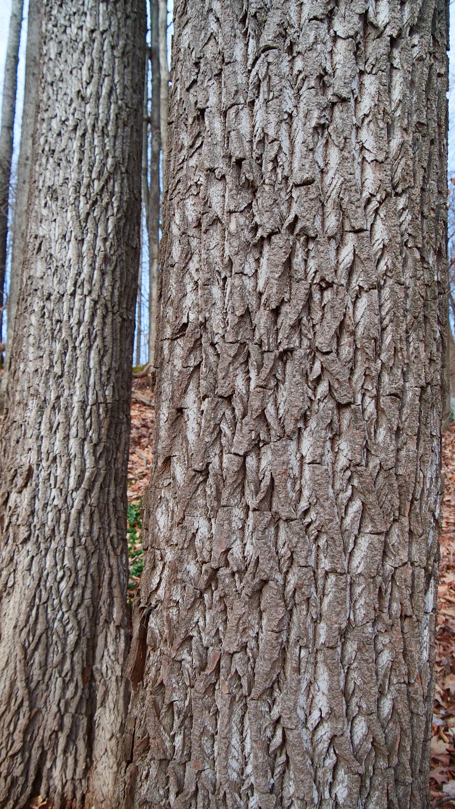 New England Forests: High Class Sassafras