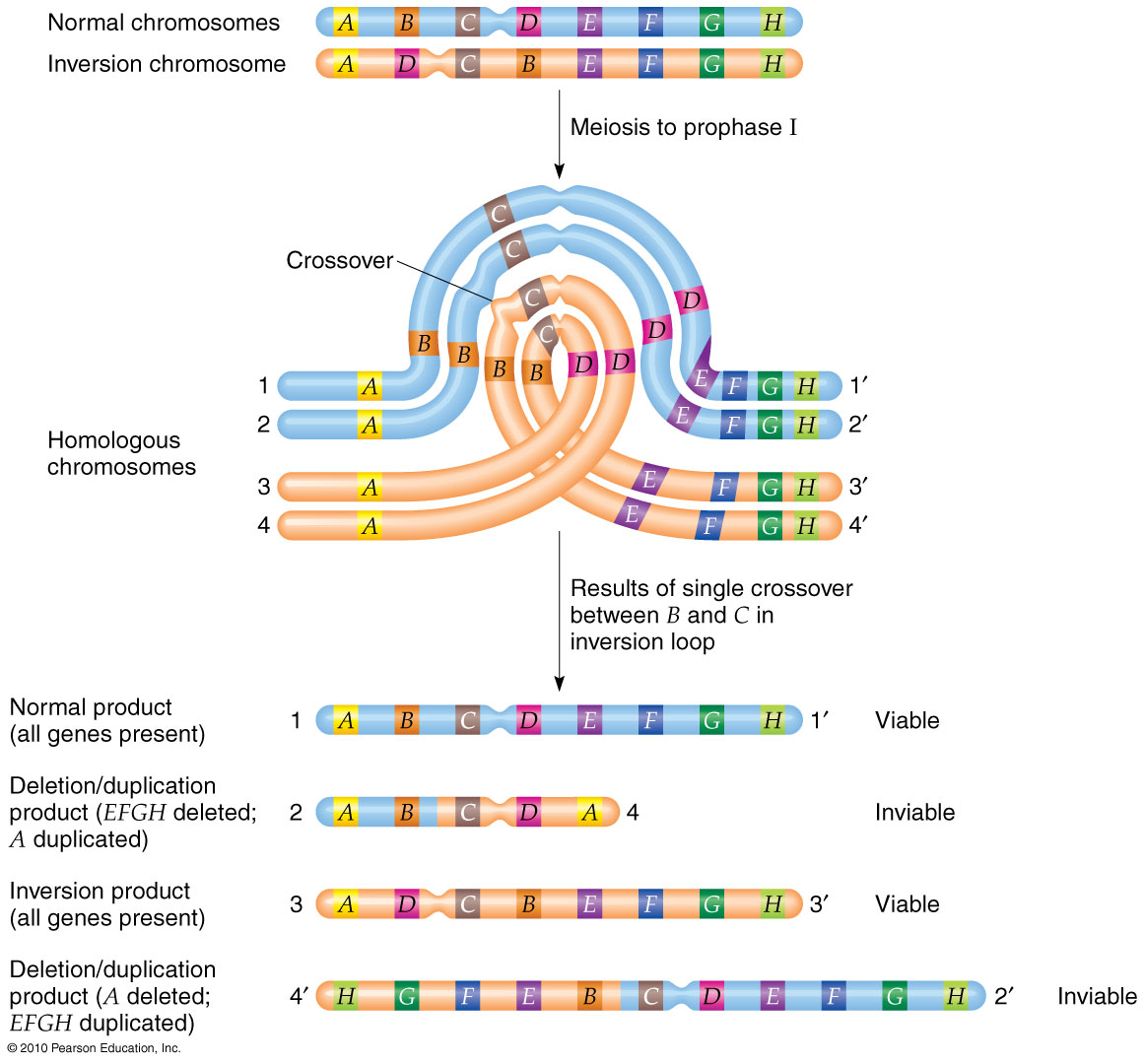 LET'S LEARN PLANTS: Chromosomal Aberration (Part I)