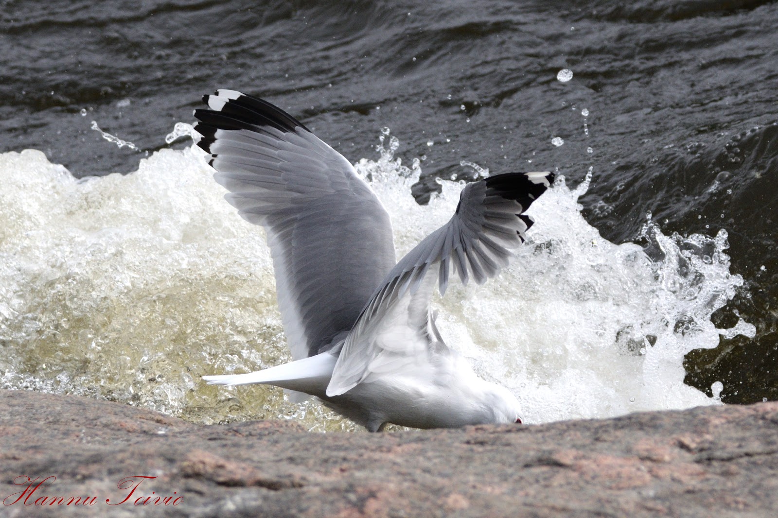 Kuvan voimalla: Kalalokki