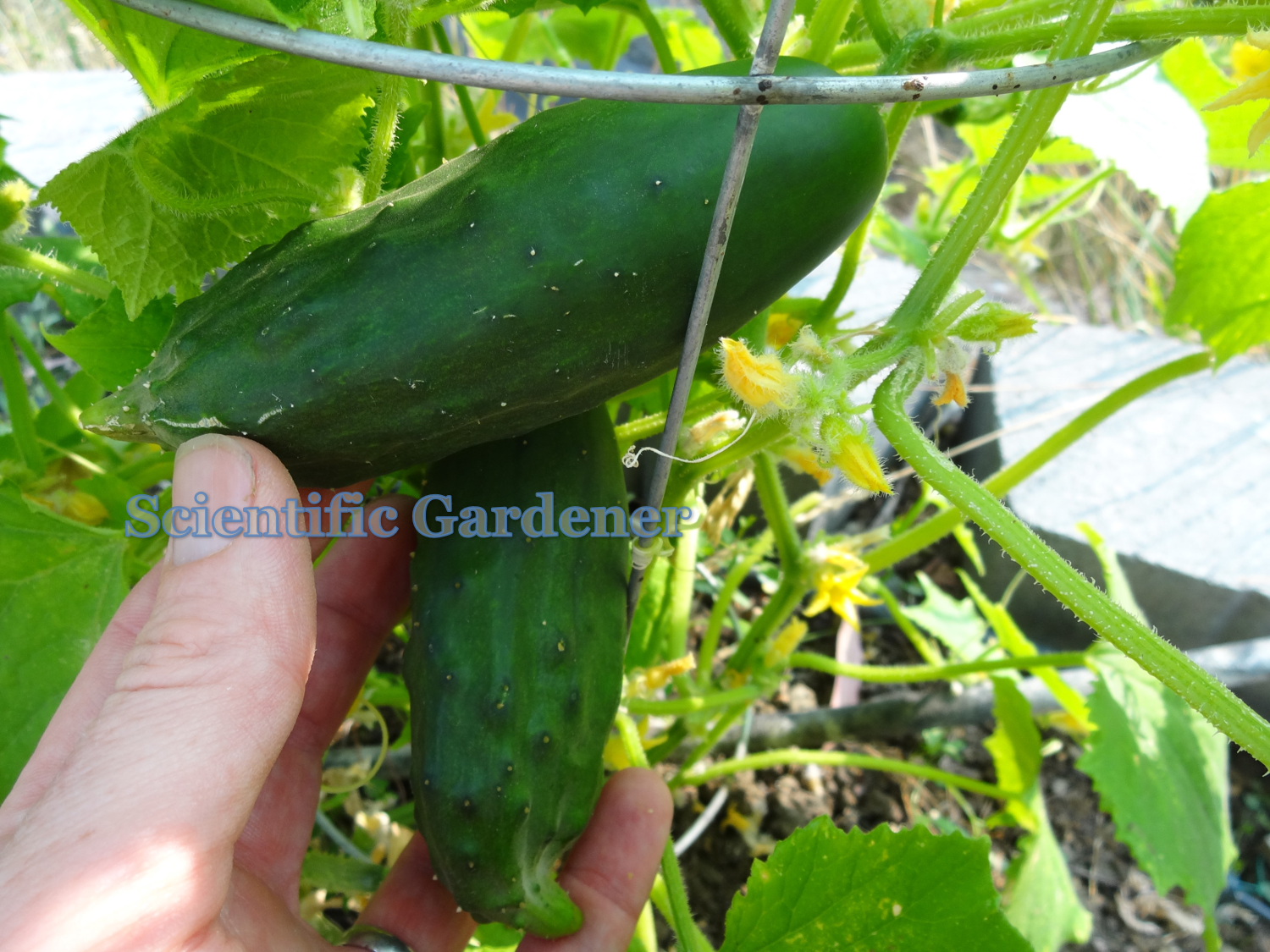 The Scientific Gardener: 10/1/19 - 11/1/19