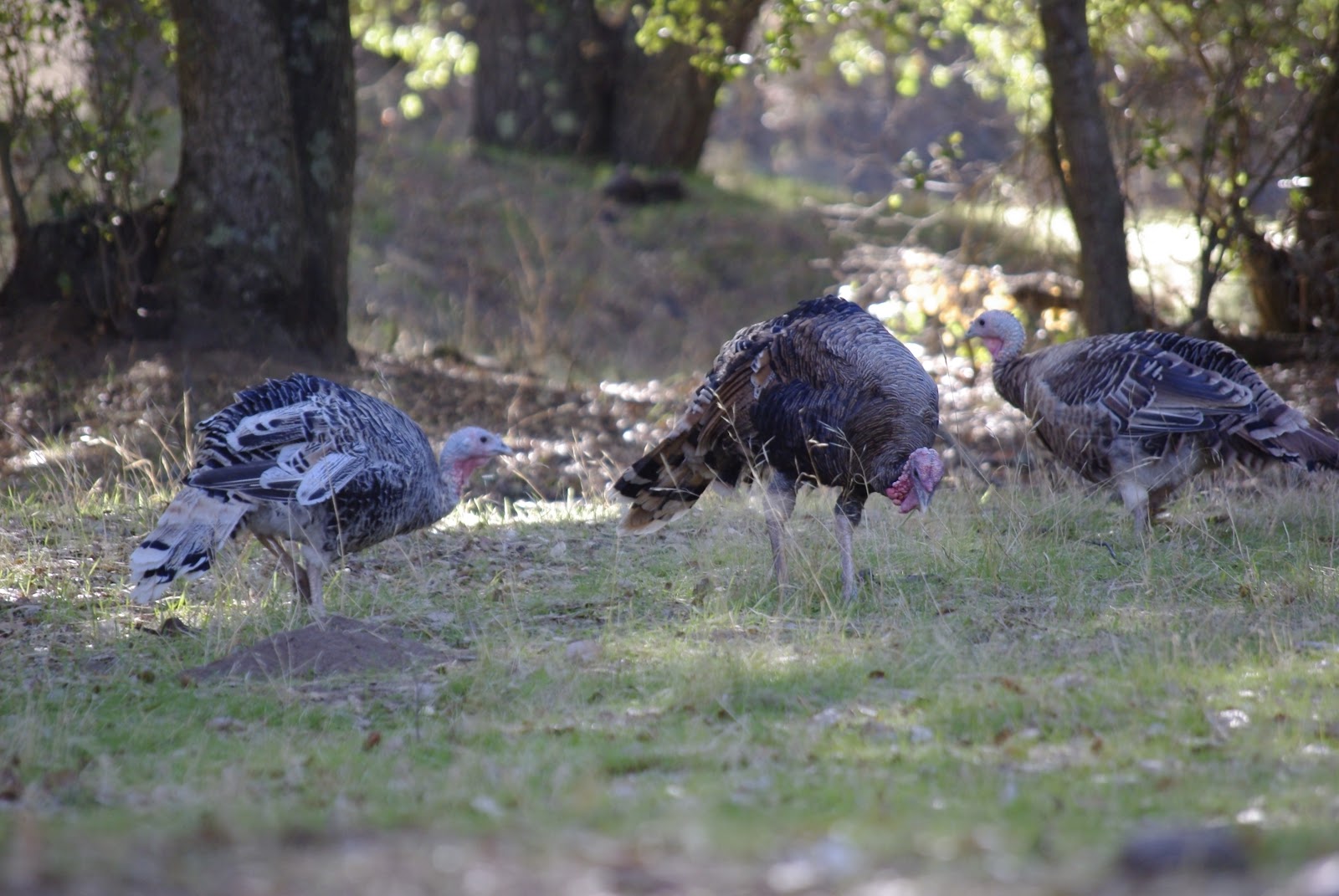 The Beneficial Bee: Thank You, Turkeys!