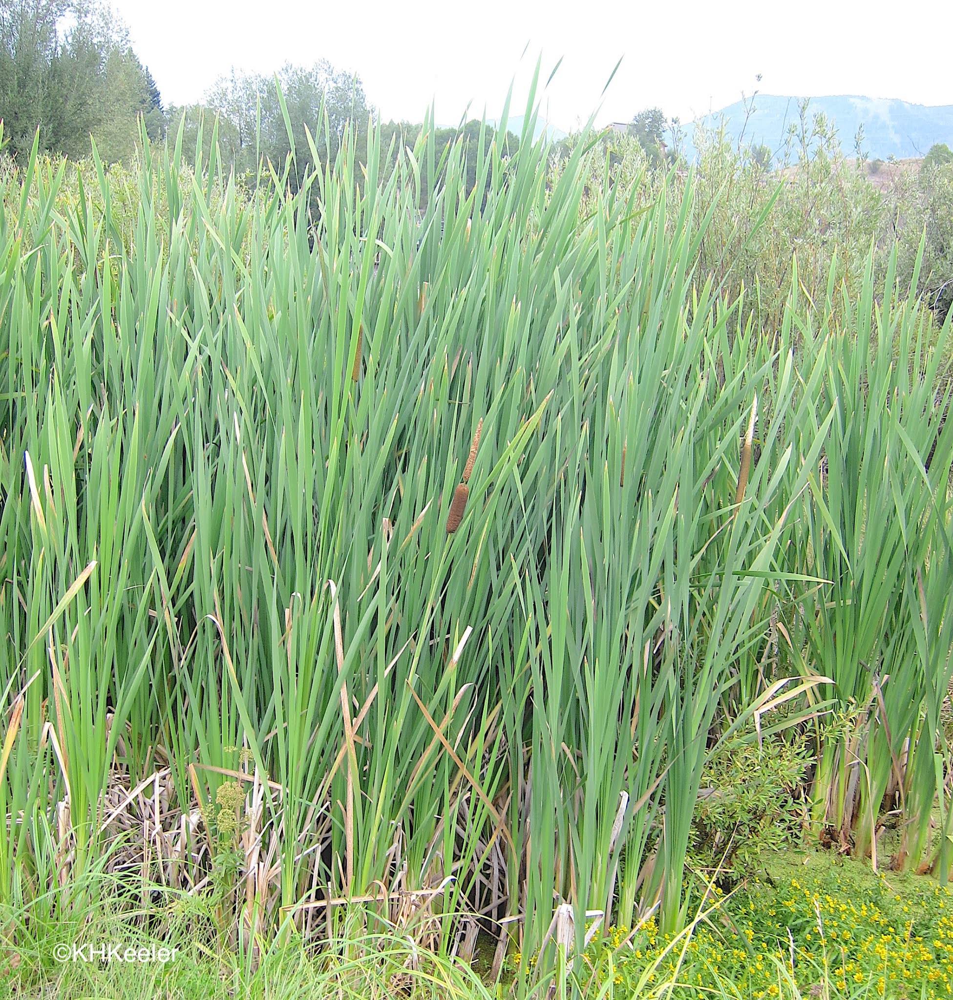 A Wandering Botanist: Cattails, Typha, Wetlands Icon