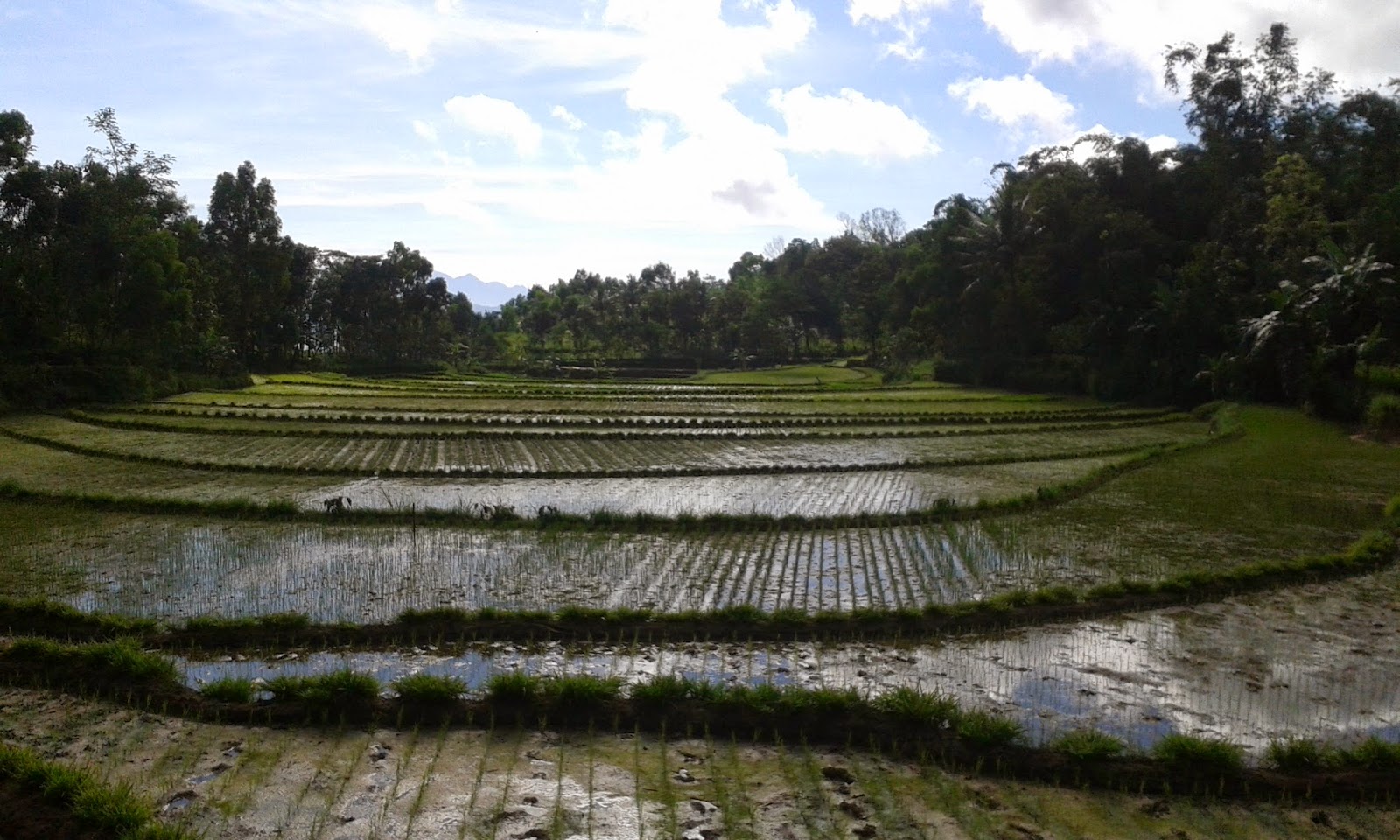 WISATA ALAM DUSUN KUTUGAN: PERSAWAHAN DESA WISATA