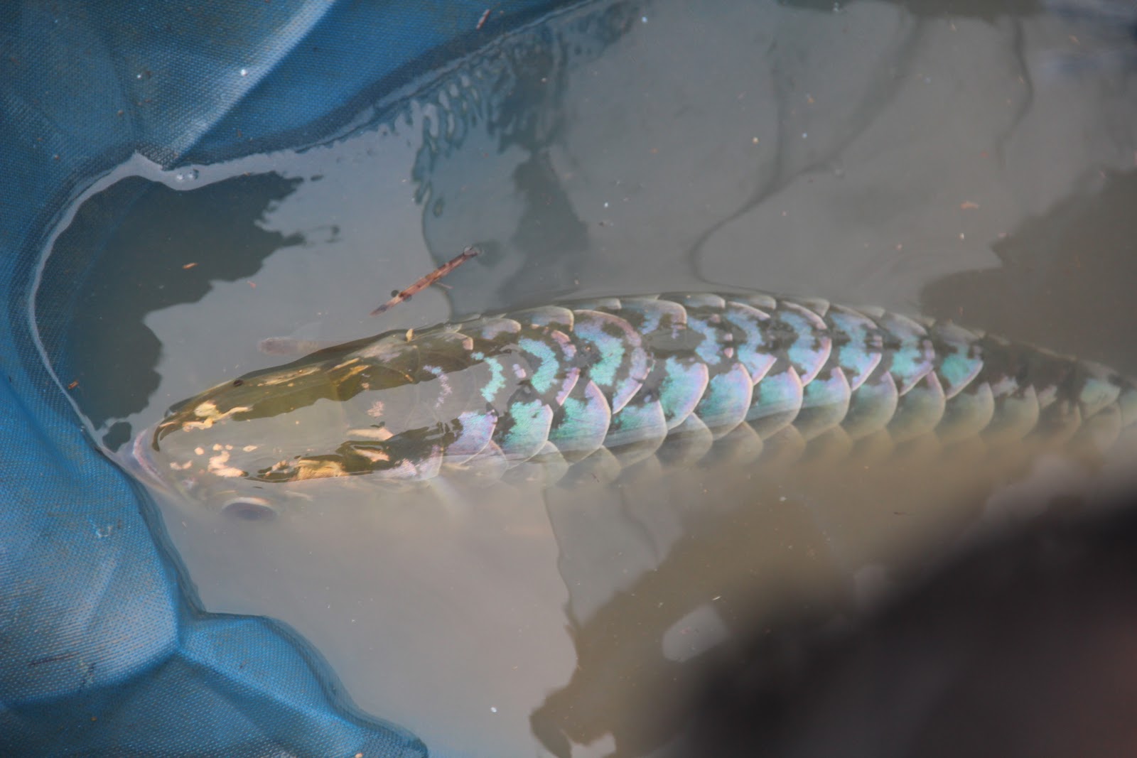 Malaysia Golden Arowana 金龙鱼: Blue Base Golden Crossback Arowana Harvest ...