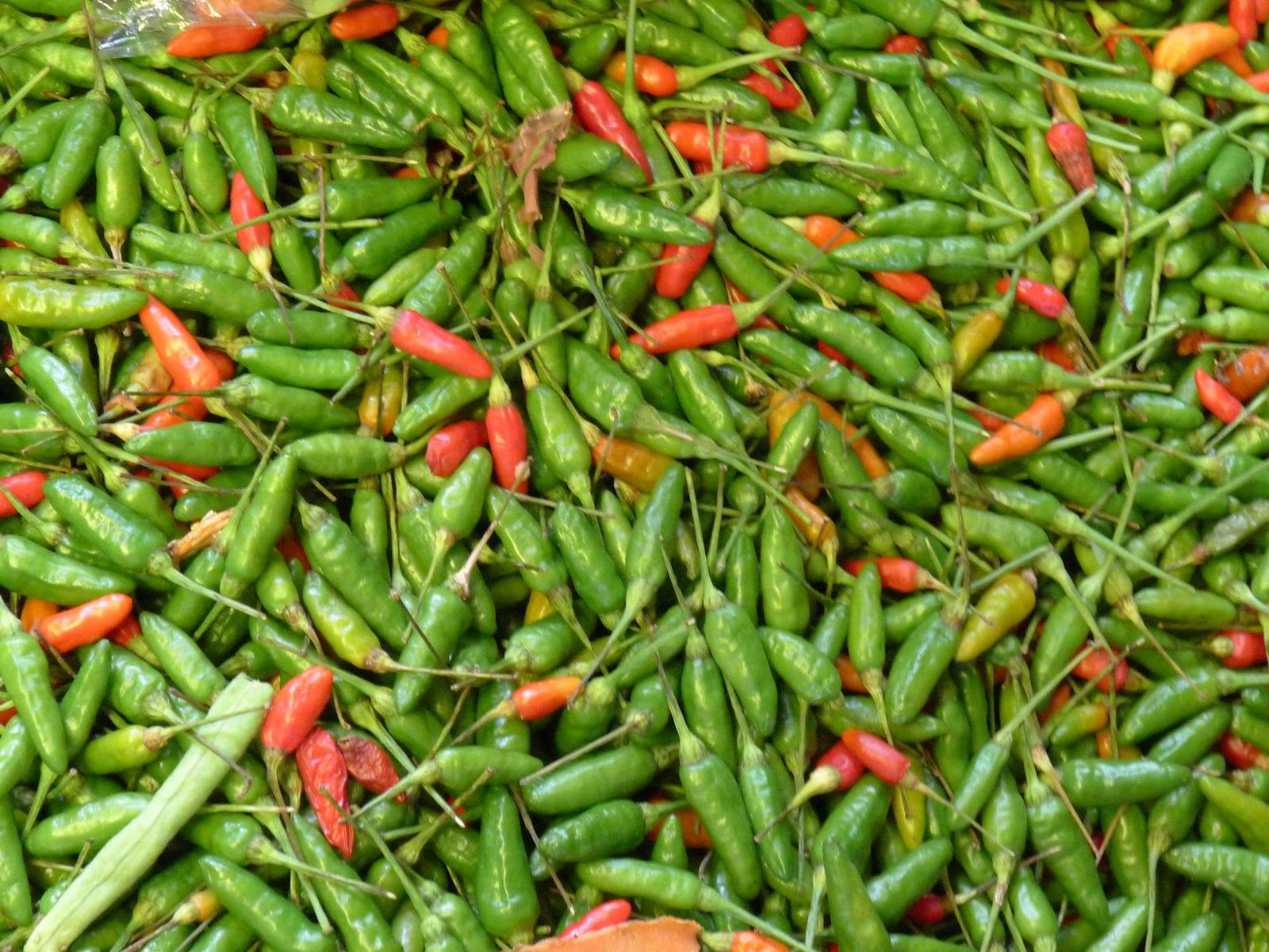 adventures in sustainability: Chilli Peppers, Bicol, Philippines