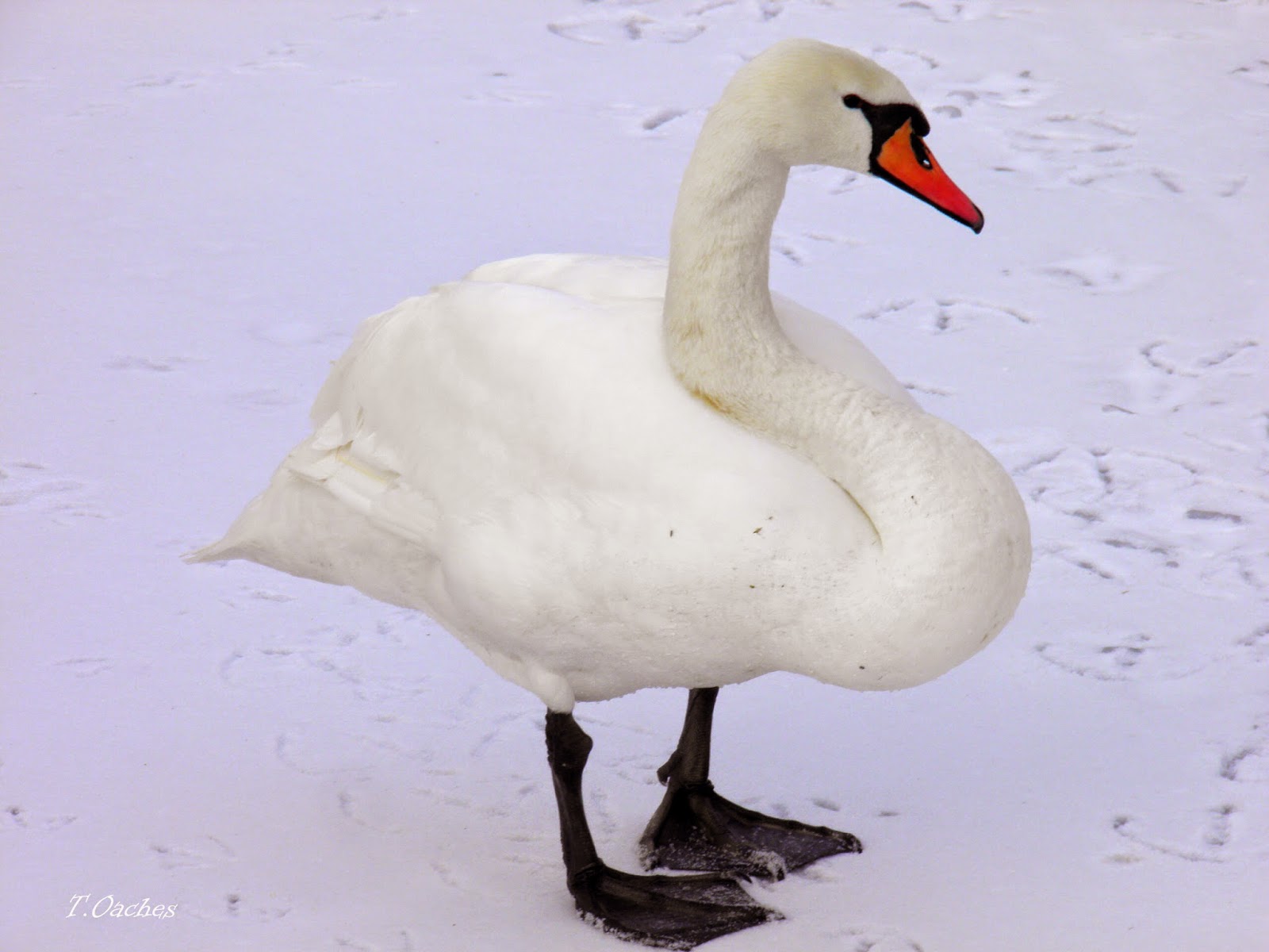 PASARI DIN ROMANIA: LEBADA DE VARA (1), Cygnus olor