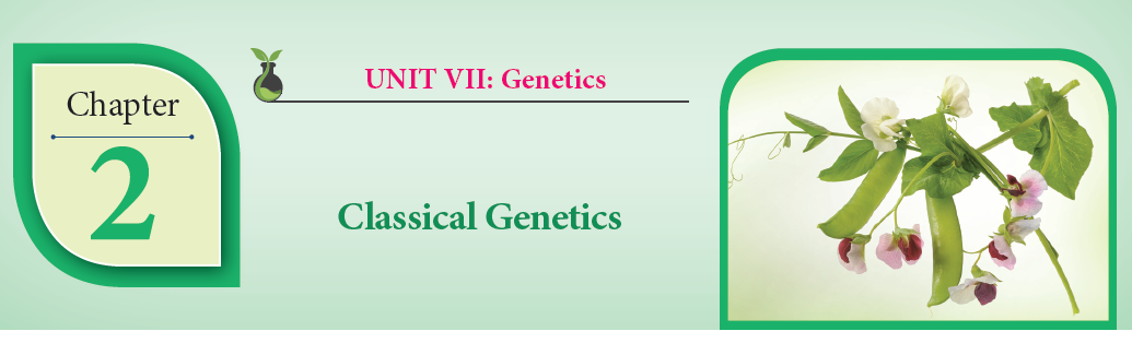 CHAPTER 2 CLASSICAL GENETICS - CLASS 12 BIOLOGY BOTANY - 1 MARK ...