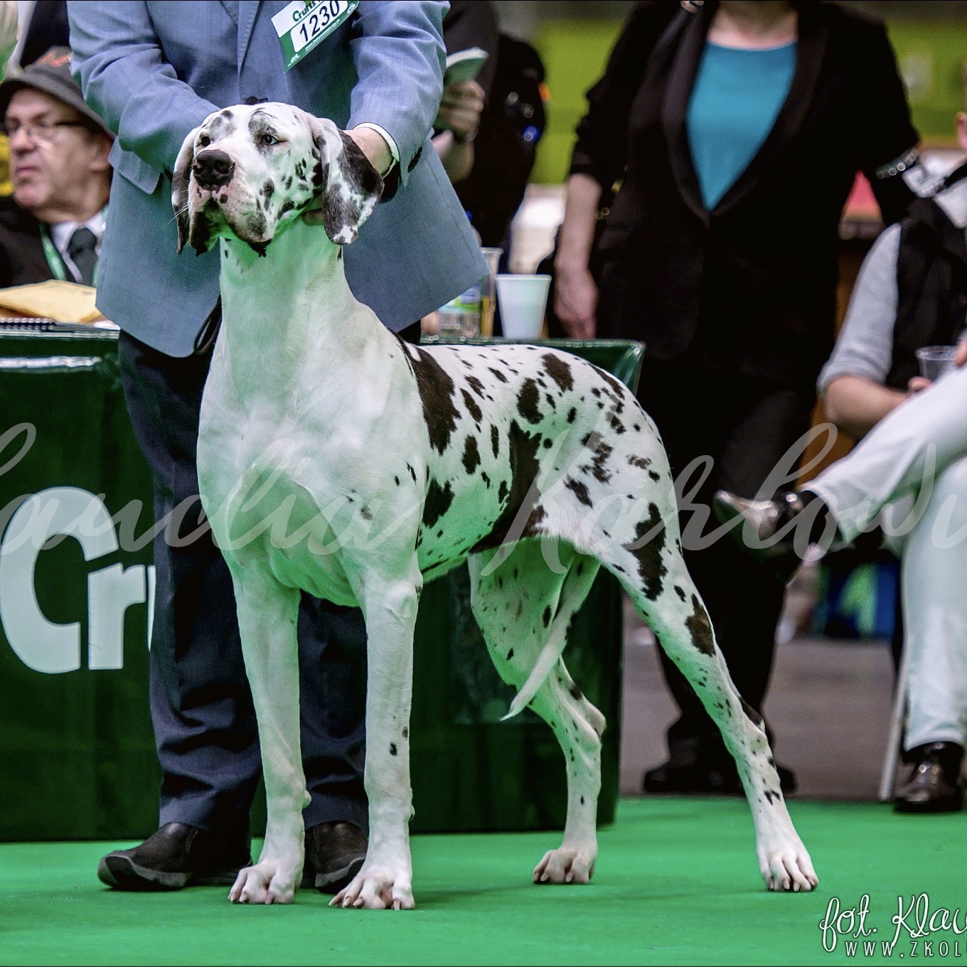 CULSEANDANES GREAT DANES: Great Dane Champions of 2018
