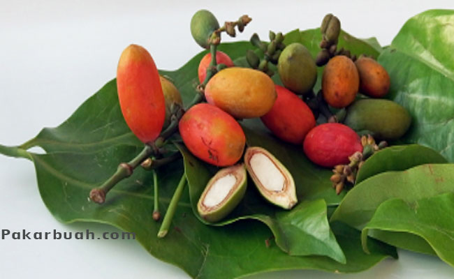 Gambar Tumbuhan Melinjo - Gambar Gambar Tumbuhan